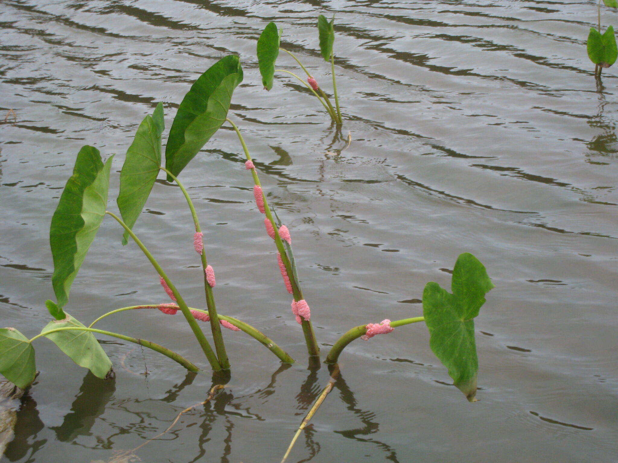 Hawaii – The Aqua Farmers and Apple Snails - Marie-Claude Arnott