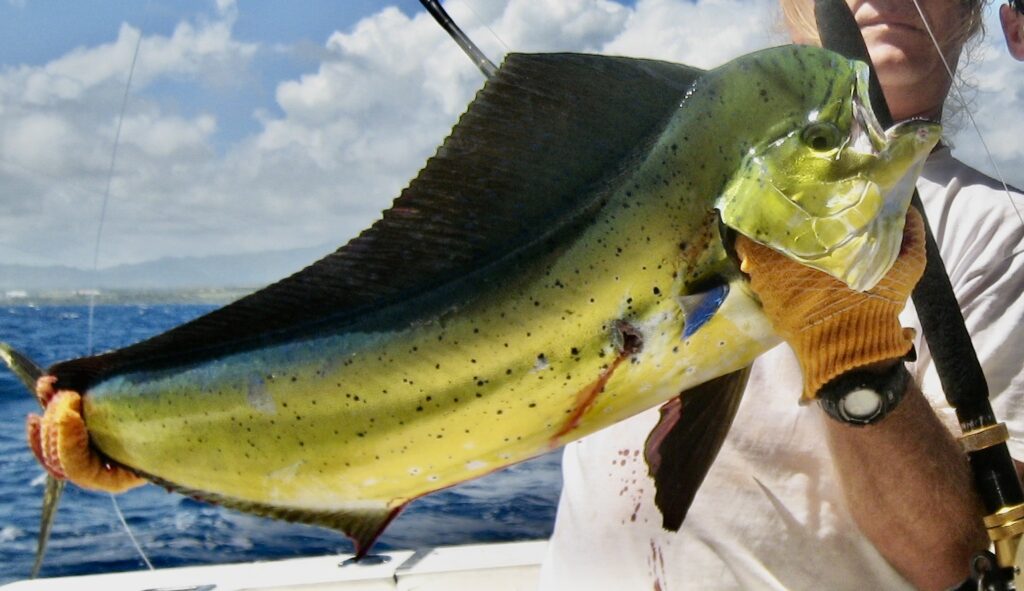 Hawaii - Deep Sea Fishing off Kauai - Marie-Claude Arnott